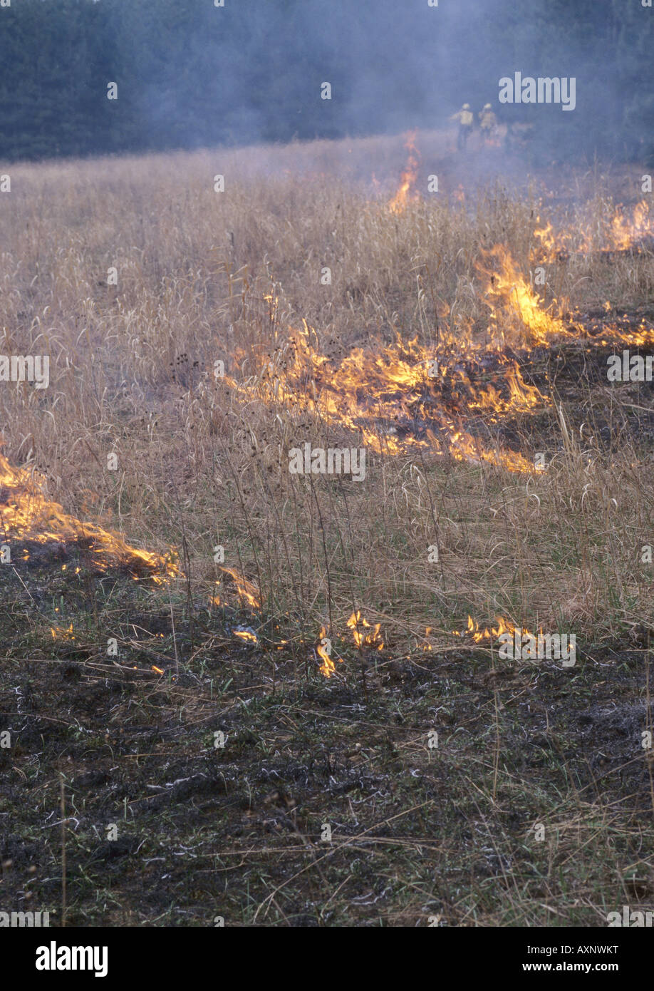 Controlled burn in grasses Stock Photo - Alamy