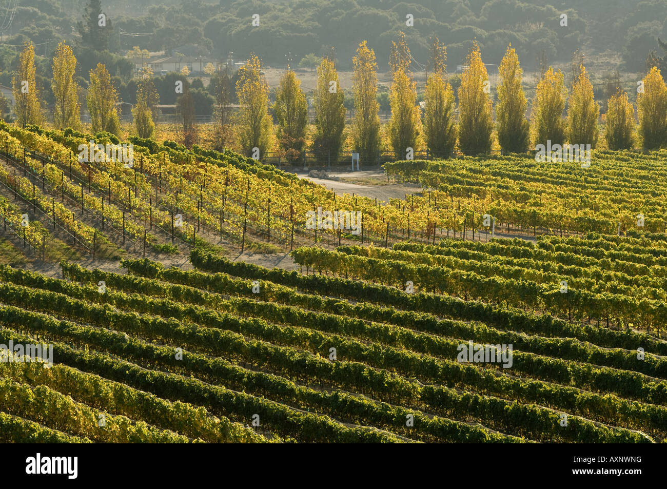 Babcock Winery Santa Rita Hills California Stock Photo - Alamy
