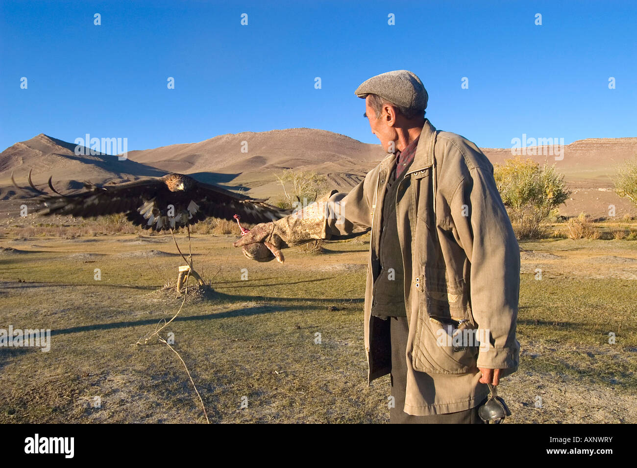 An eagle hunter prepares to demonstrate his eagle for spectators at the ...