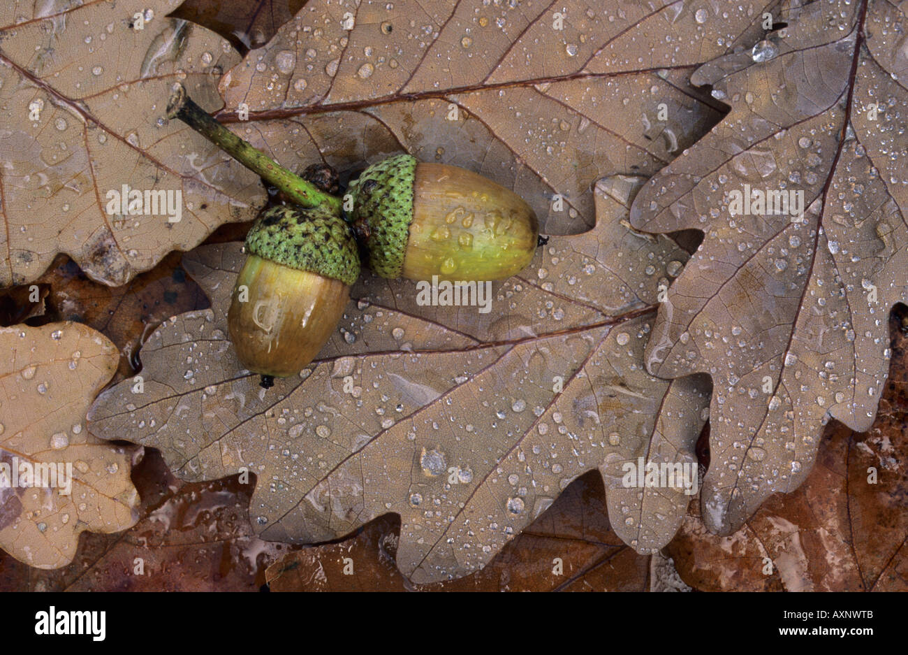 Oak leaf quercus sp hi-res stock photography and images - Alamy