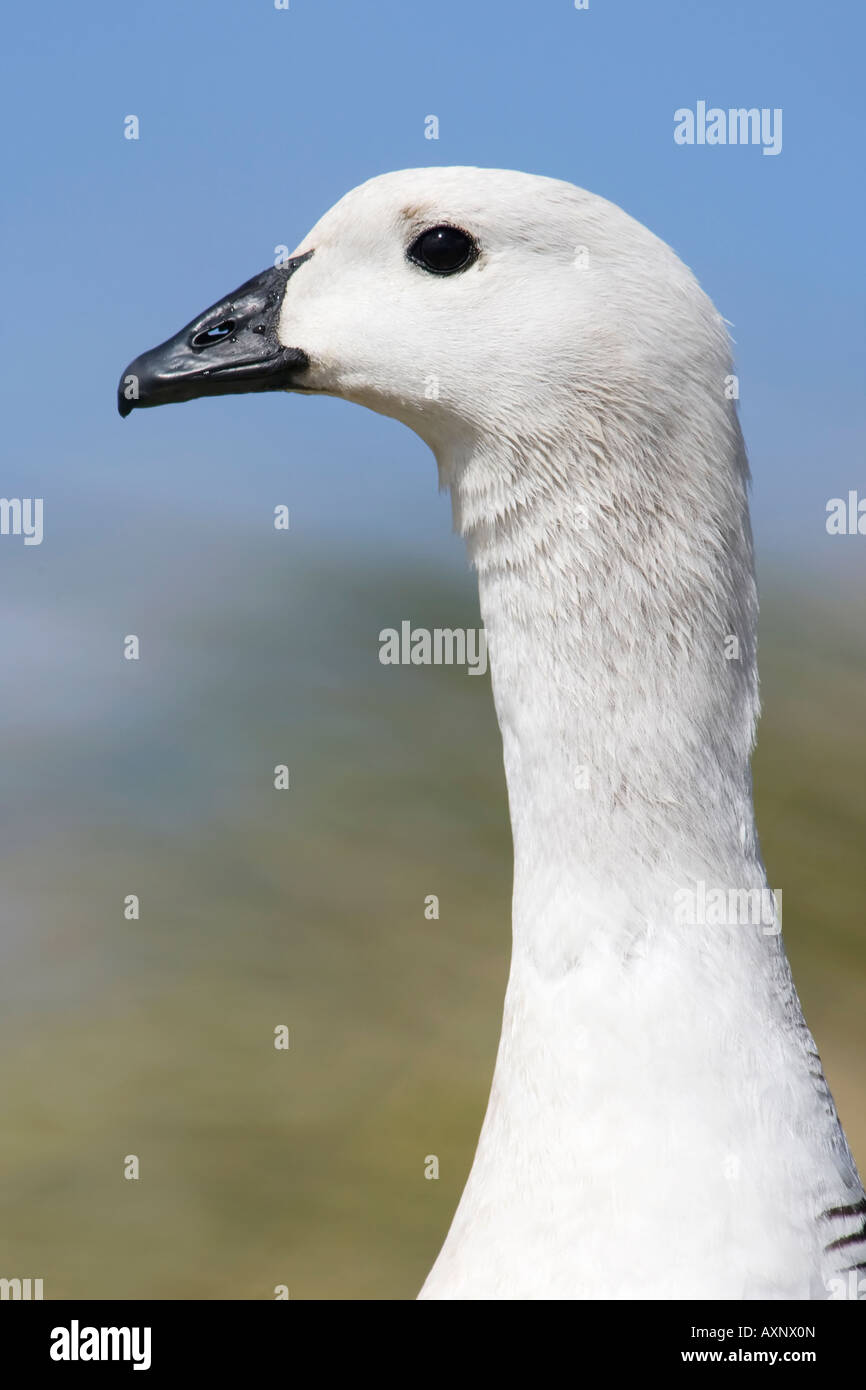 Upland goose birds falklands hi-res stock photography and images - Alamy