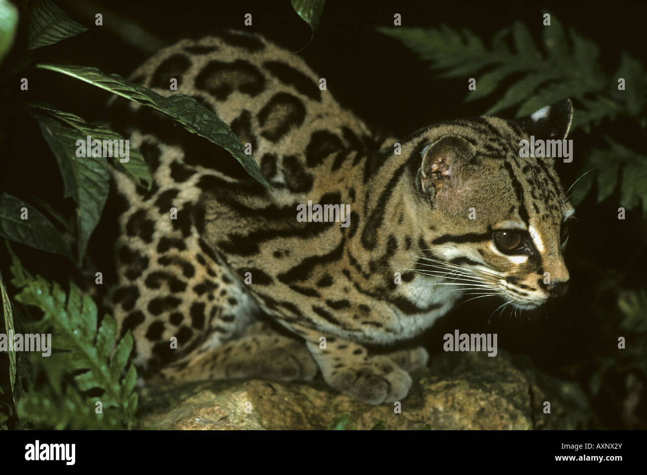 Margay hi-res stock photography and images - Alamy