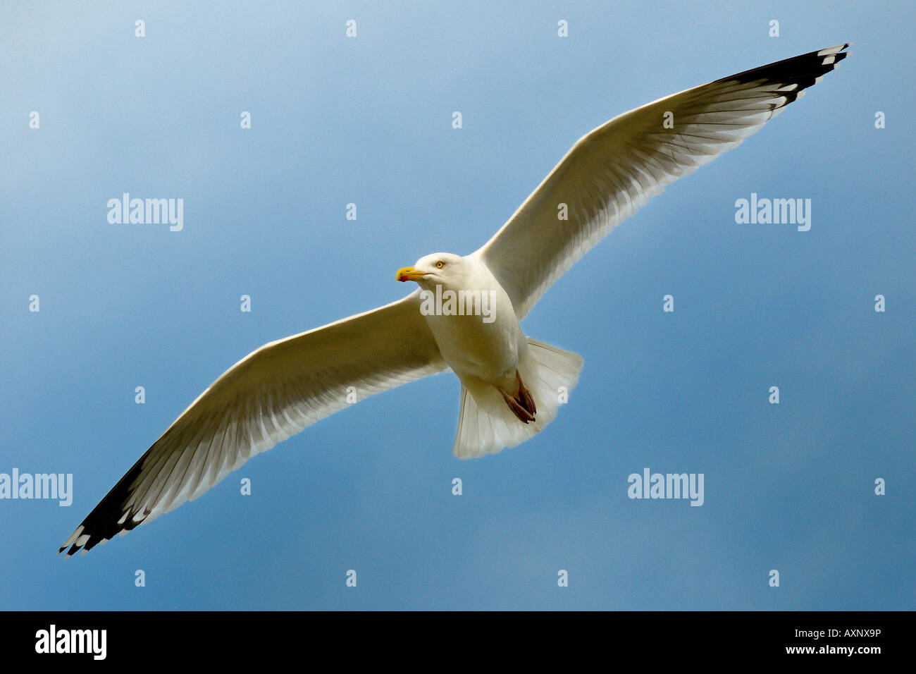 Flying larus canus hi-res stock photography and images - Alamy