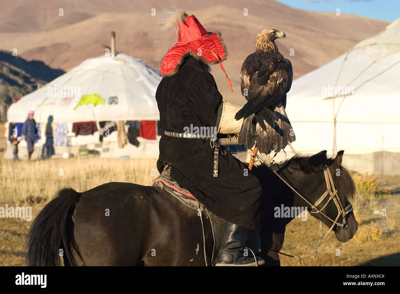 Golden eagle annual eagle hunting hi-res stock photography and images ...