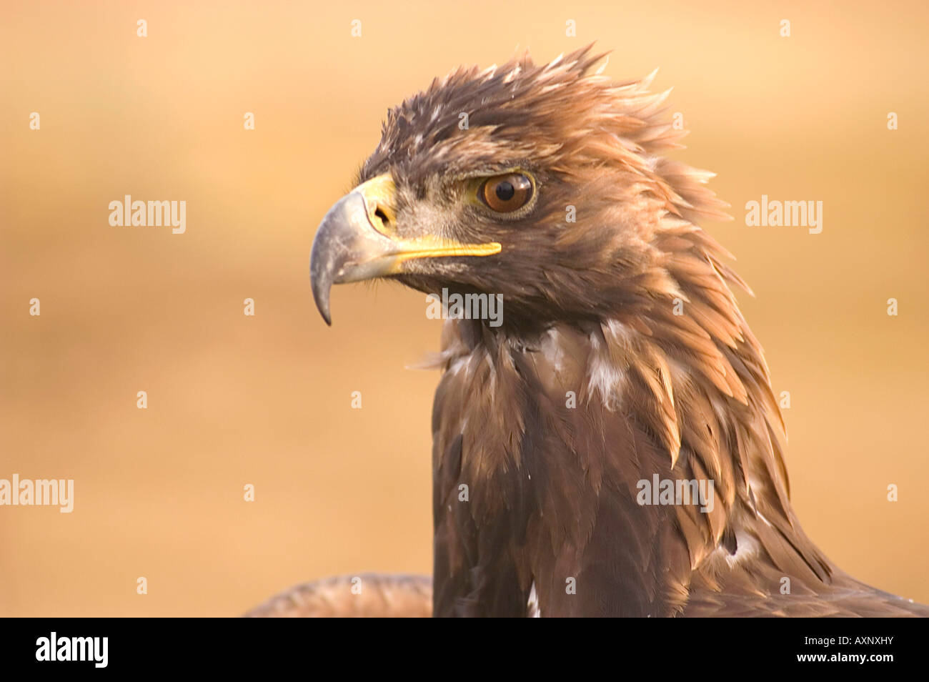 Golden eagle annual eagle hunting hi-res stock photography and images ...