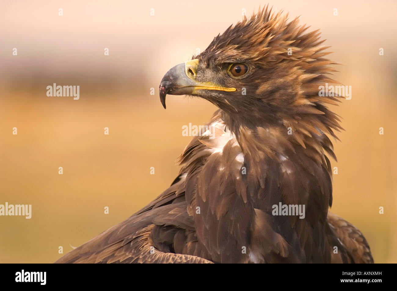 A golden eagle at the annual Eagle Hunting Festival Bayan Olgi ...