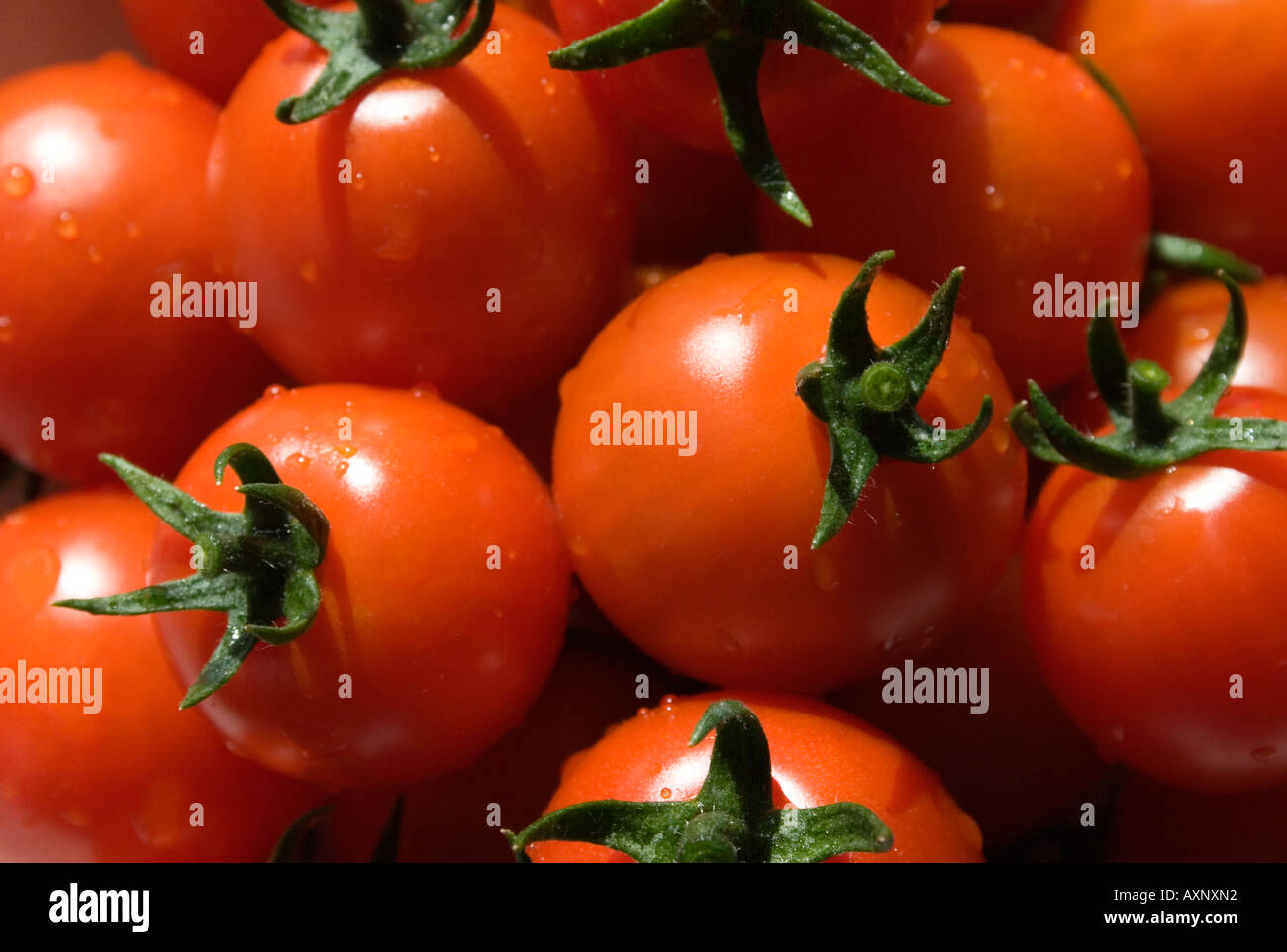 Photograph of small green tomatoes hi-res stock photography and images ...