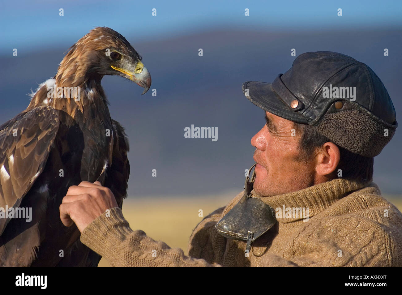 An eagle hunter prepares to demonstrate his eagle for spectators at the ...