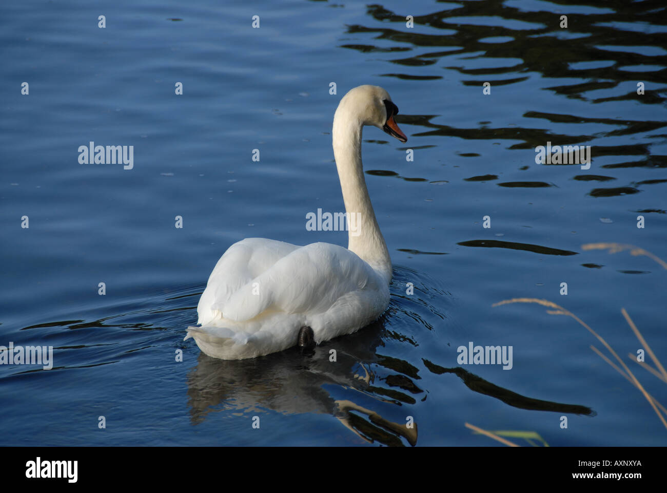 Swan on Lake Natural World Environment Wales Stock Photo - Alamy