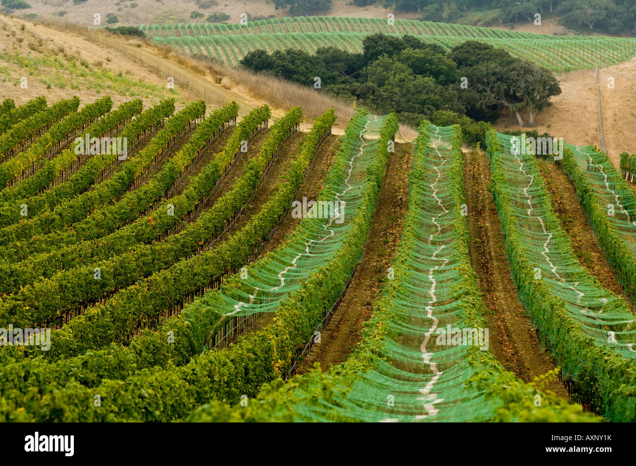 Santa rita hills hi-res stock photography and images - Alamy