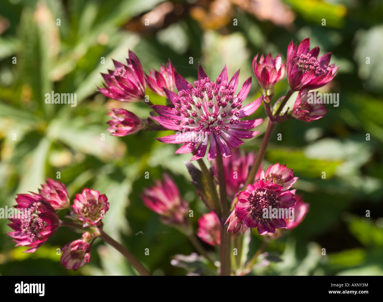 Astrantia major ruby wedding hi-res stock photography and images - Alamy