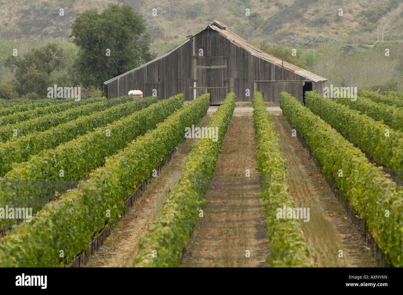 Santa rita hills hi-res stock photography and images - Alamy
