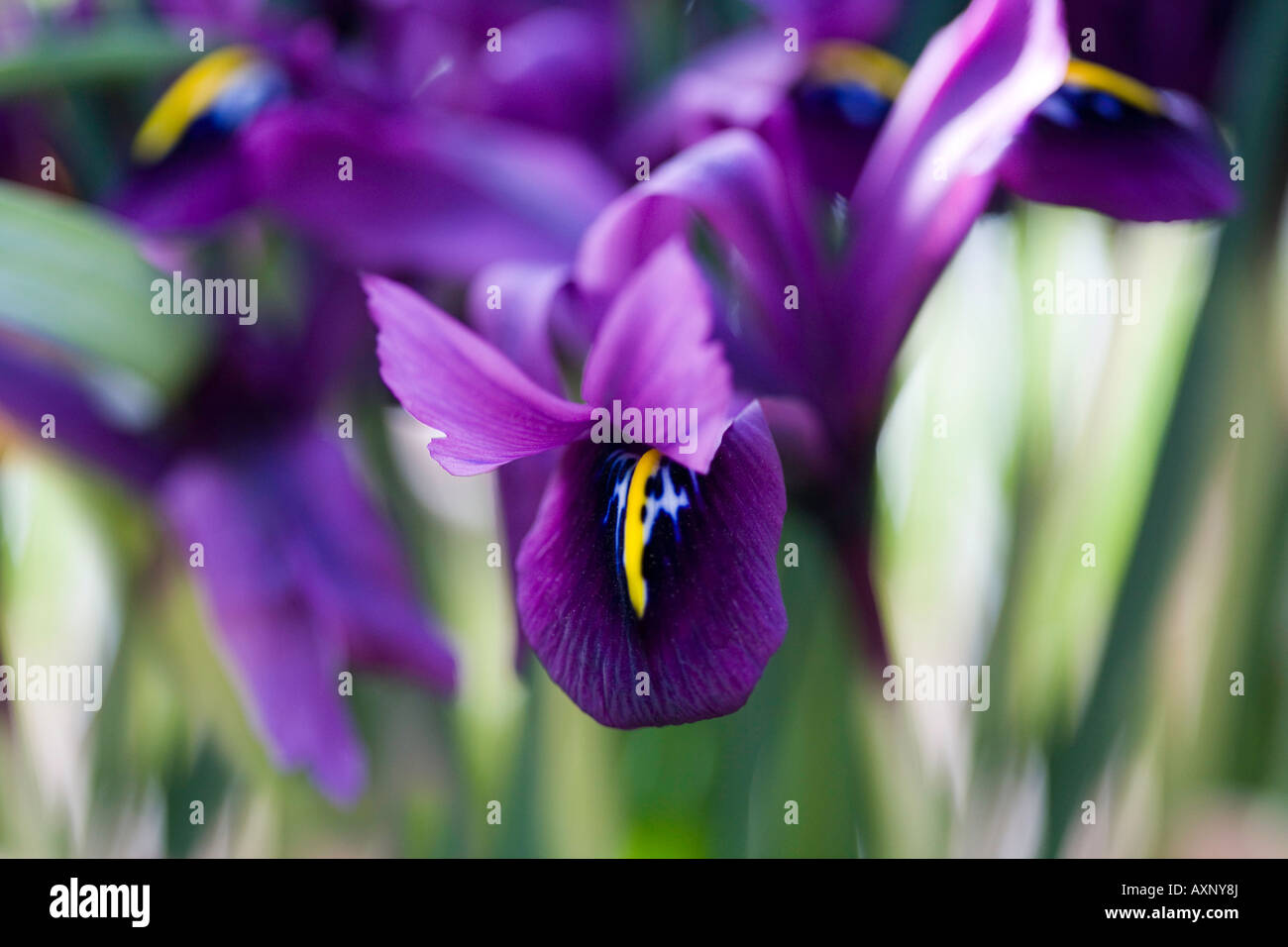 Dwarf Iris George Stock Photo - Alamy