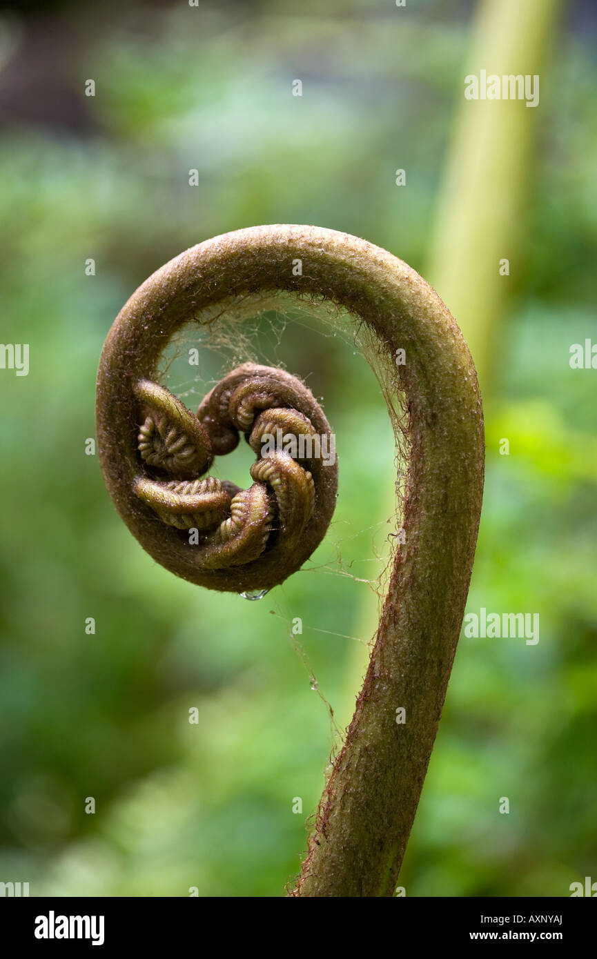 Fiddlehead Fern High Resolution Stock Photography and Images - Alamy