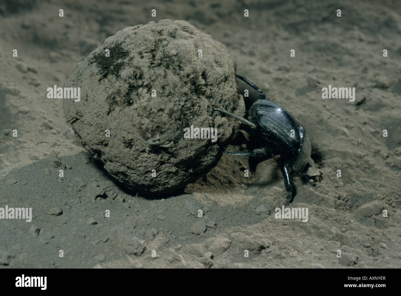 African Dung Beetle (Scarabaeidae sp.) rolling dung, Serengeti National ...