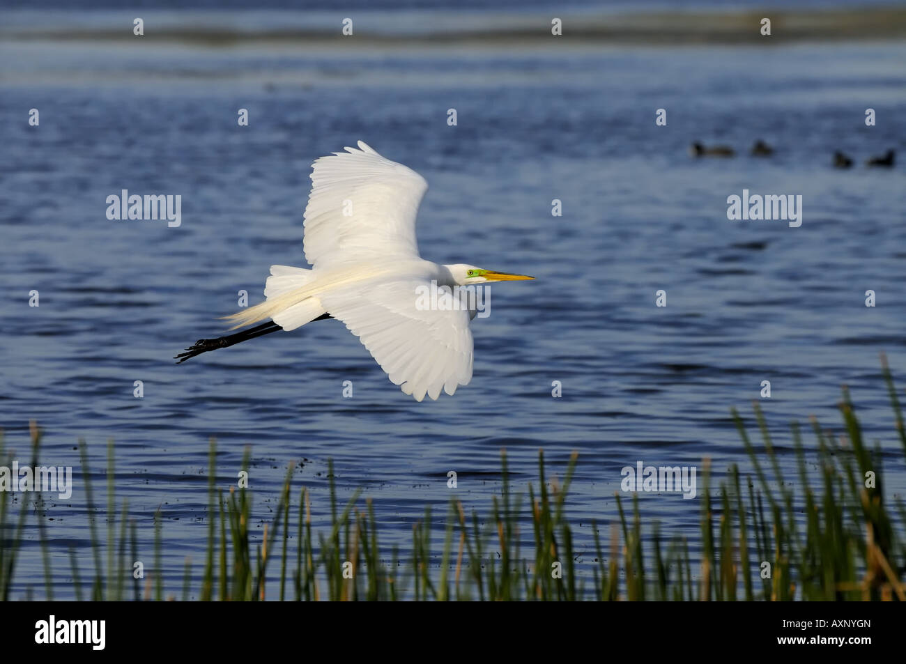 Great Egret In Flight Stock Photo - Alamy