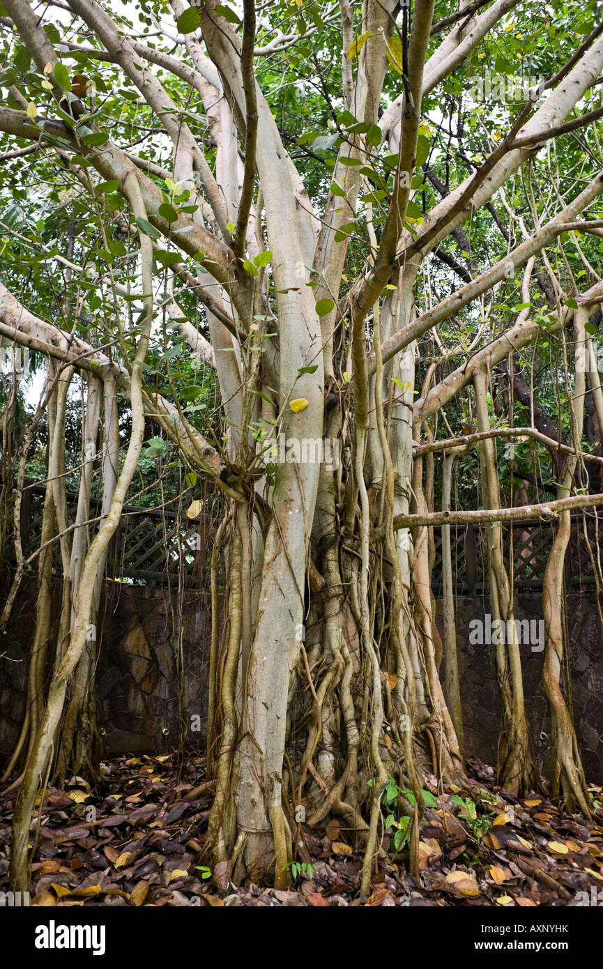 Banyan root hi-res stock photography and images - Alamy