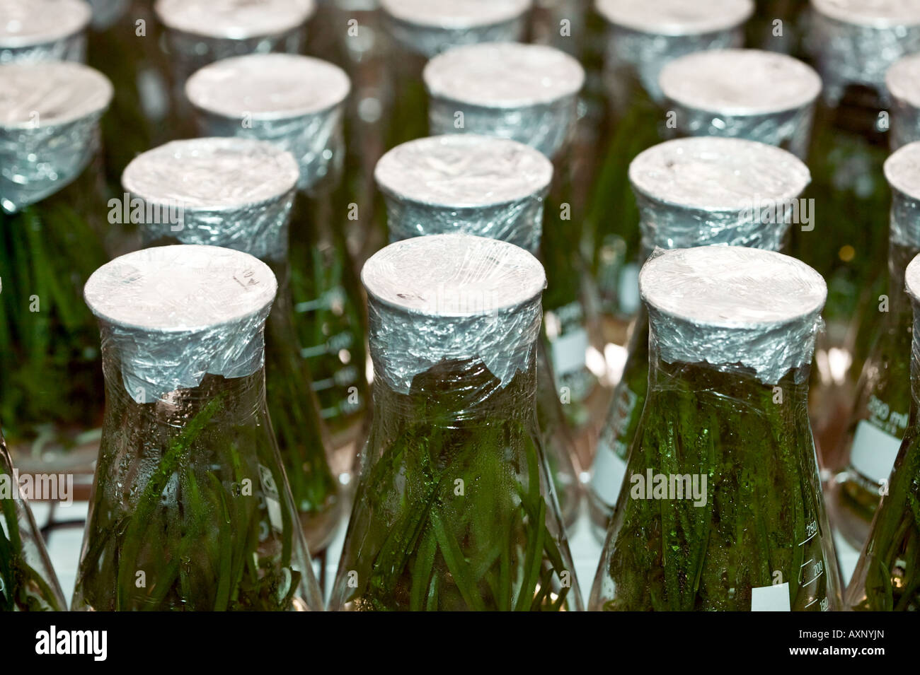 Specimen beaker hi-res stock photography and images - Alamy