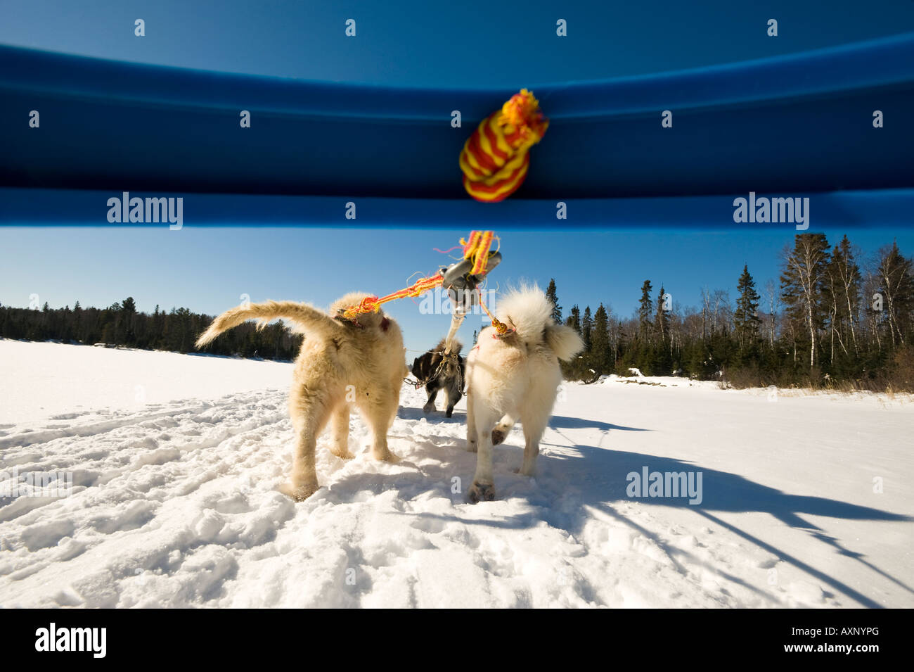 LOW ANGLE OF CANADIAN INUIT DOGS PULLING SLED BOUNDARY WATERS CANOE ...