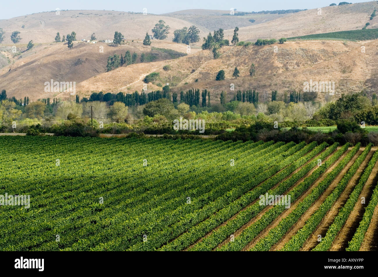 Santa Rita Hills vineyards California Stock Photo - Alamy