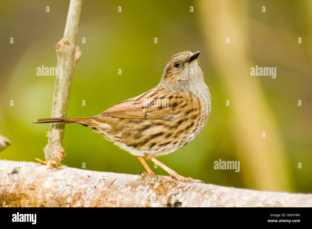 Dunnock Prunella modularis Stock Photo - Alamy