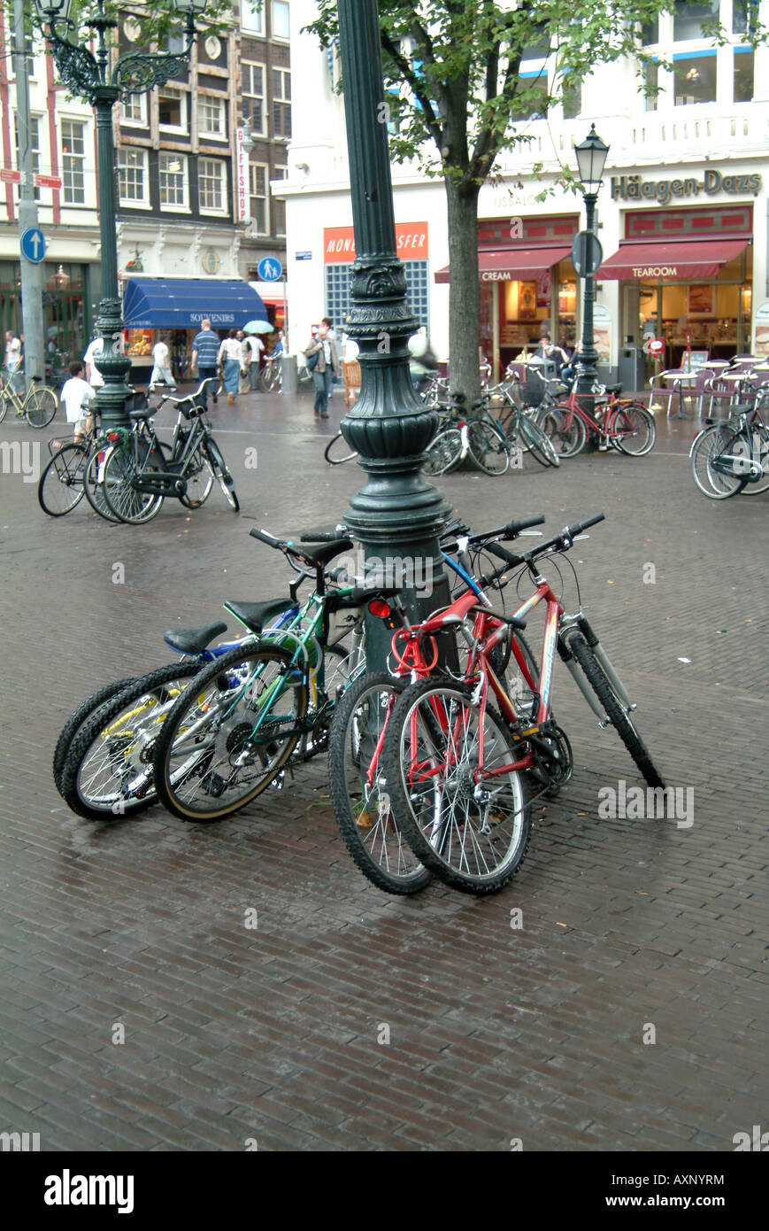Bikes chained up to a tree in Amsterdam Stock Photo - Alamy