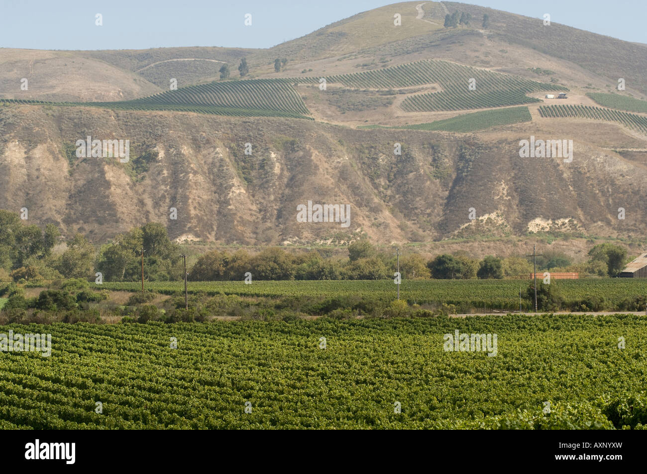 Santa Rita Hills vineyards California Stock Photo - Alamy