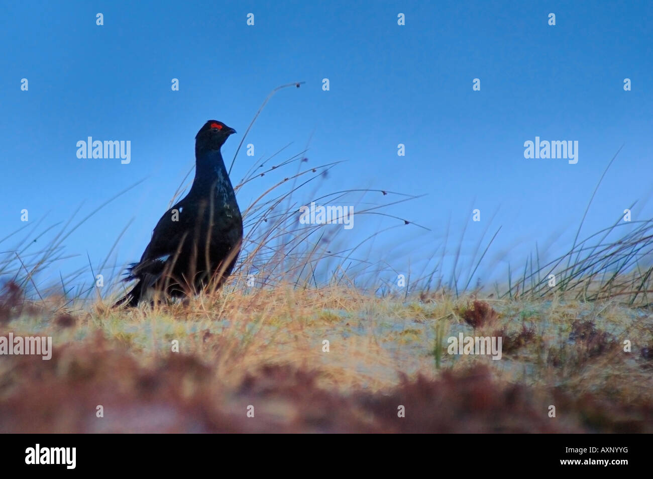 Black Grouse Tetrao tetrix lekking Corrimony RSPB Stock Photo - Alamy