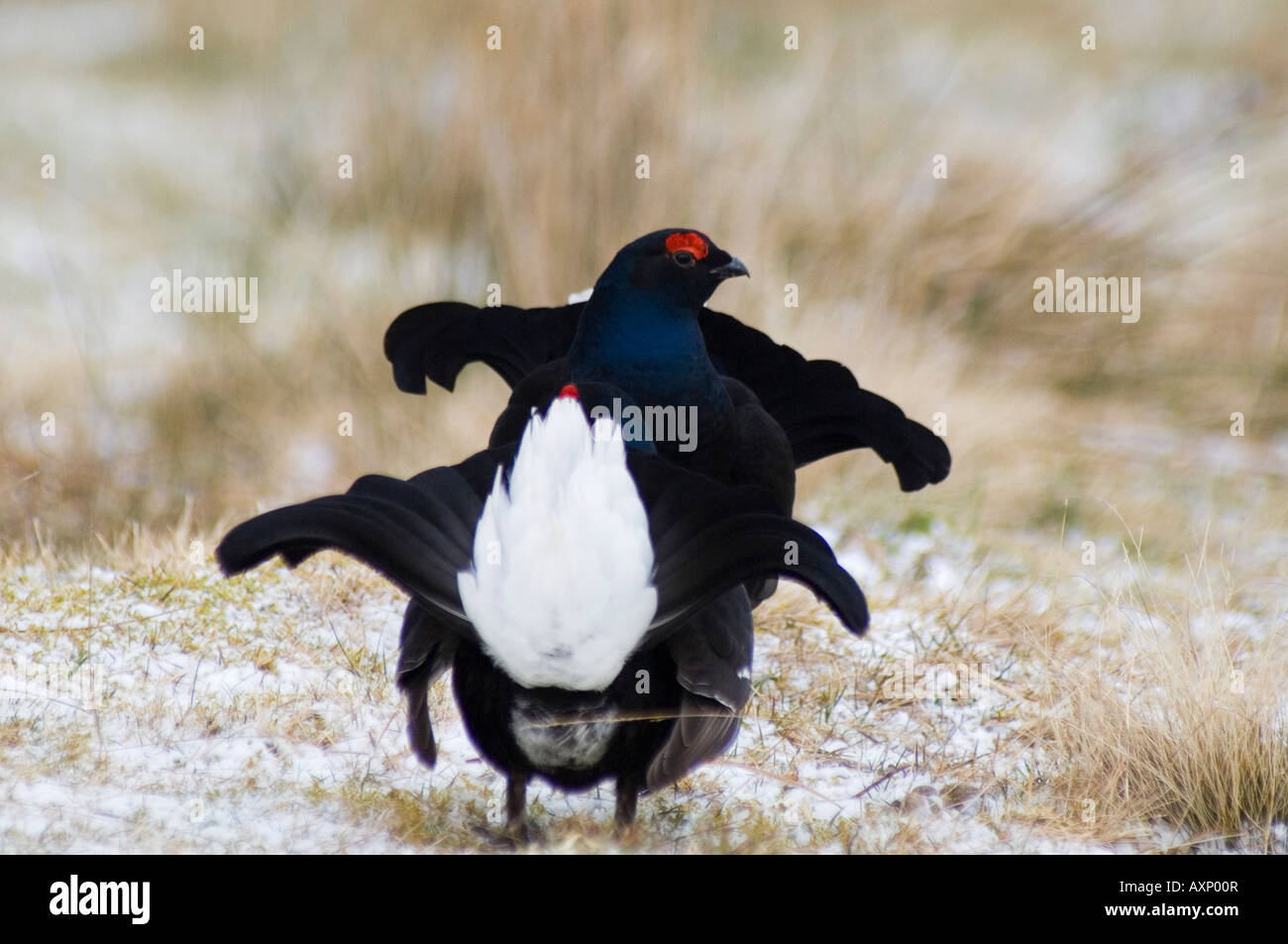 Black Grouse Tetrao tetrix lekking Corrimony RSPB Stock Photo - Alamy