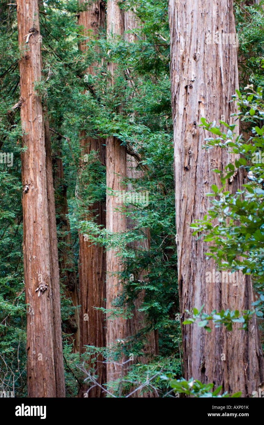 coast redwood trees at John Muir Woods Marin California USA Stock Photo ...
