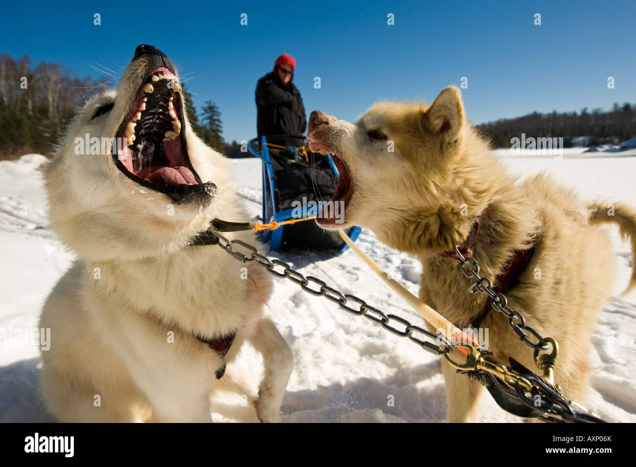 TWO CANADIAN INUIT DOGS HAVE A DISCUSSION ALONG THE TRAIL BOUNDARY ...