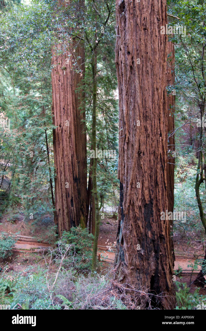 coast redwood trees at John Muir Woods Marin California USA Stock Photo ...
