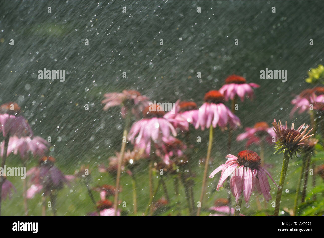 FLOWERS Riverwoods Illinois Purple coneflowers with slanted rain drops ...