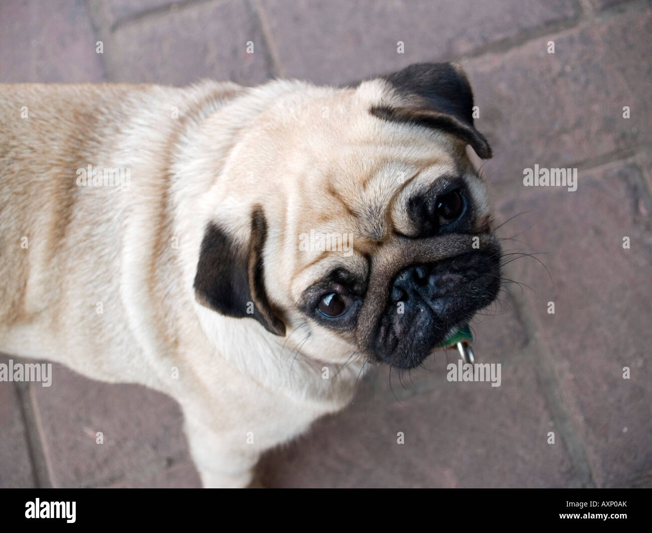 cute bulldog staring at camera Stock Photo - Alamy