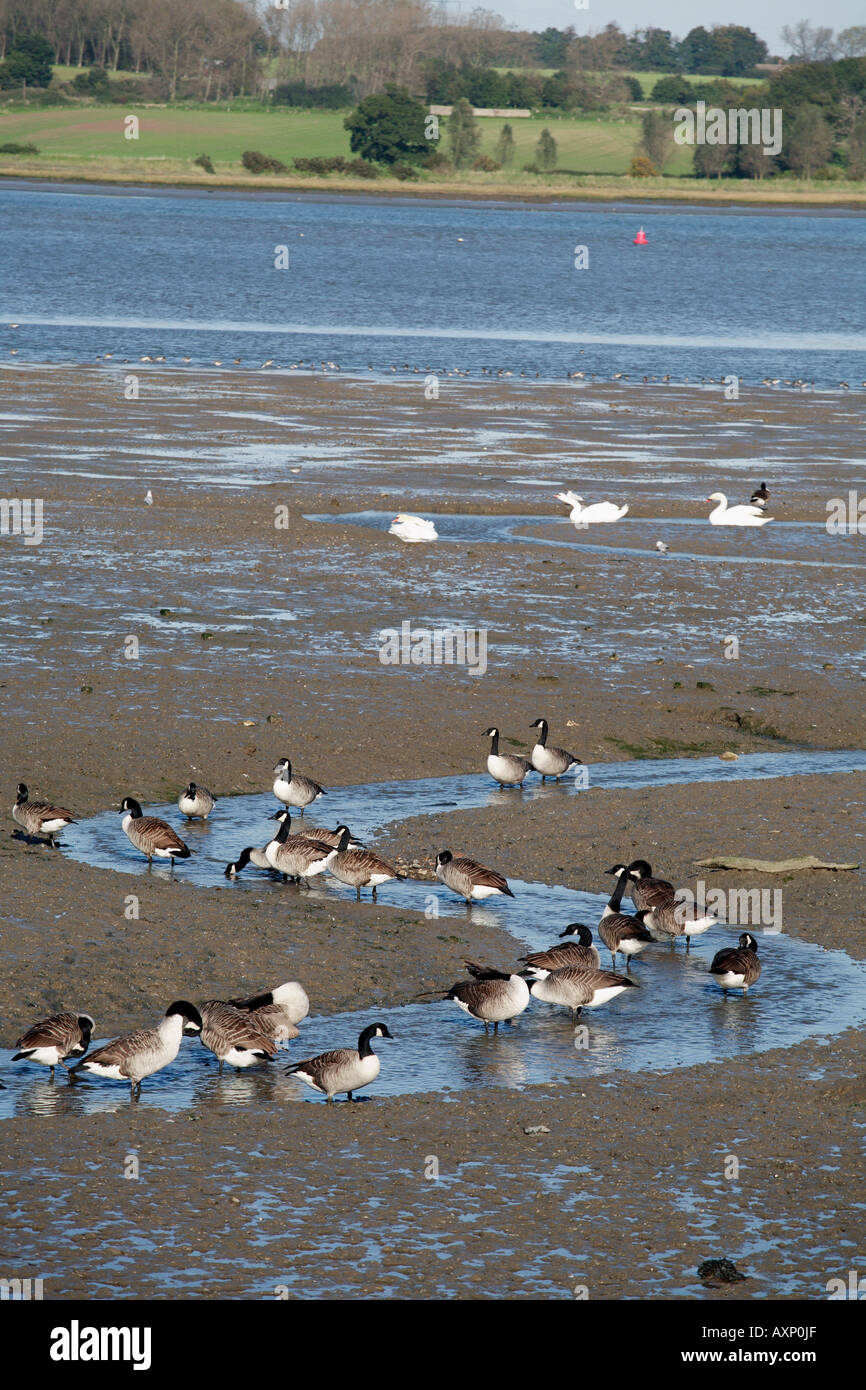 River views at Manningtree England s smallest town on the south bank of ...