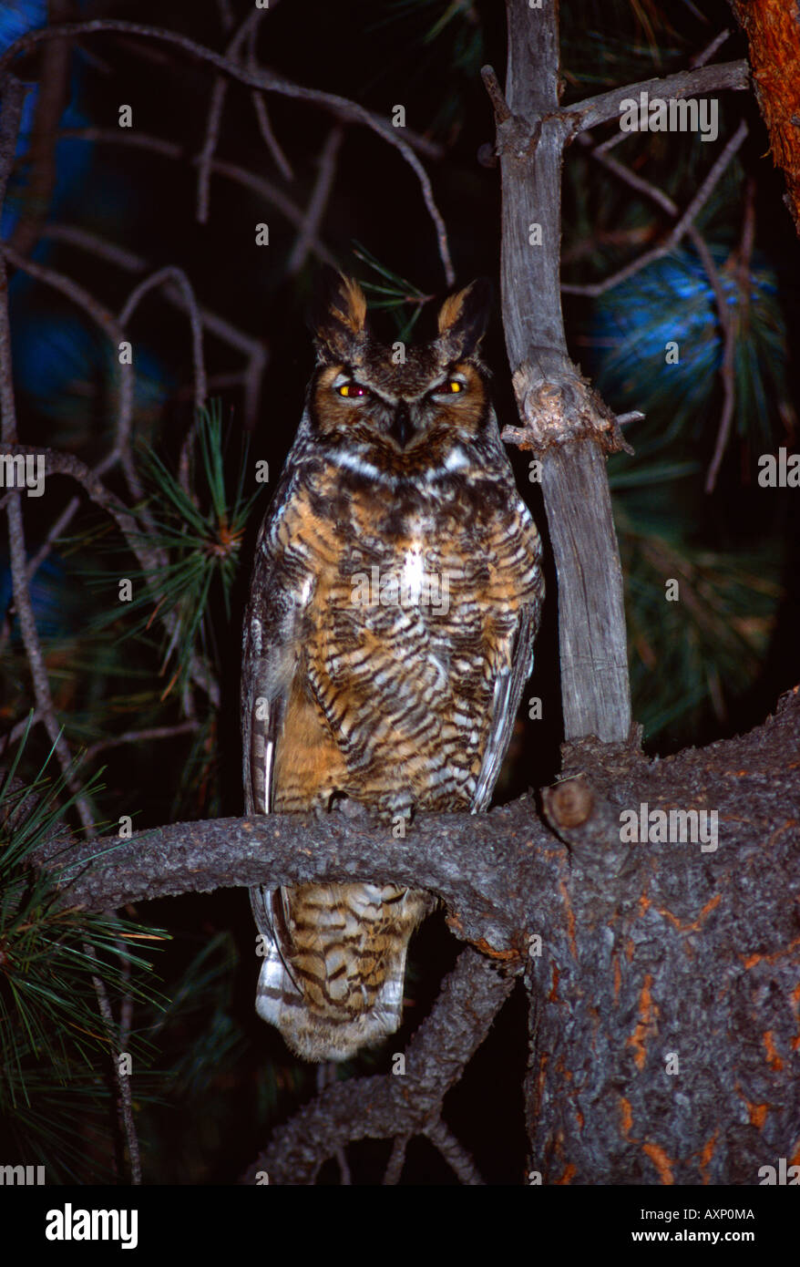 Great Horned Owl at night Stock Photo - Alamy