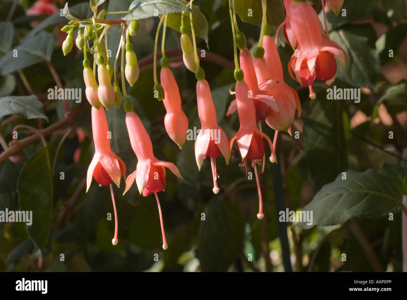 Fuchsia sunray hi-res stock photography and images - Alamy
