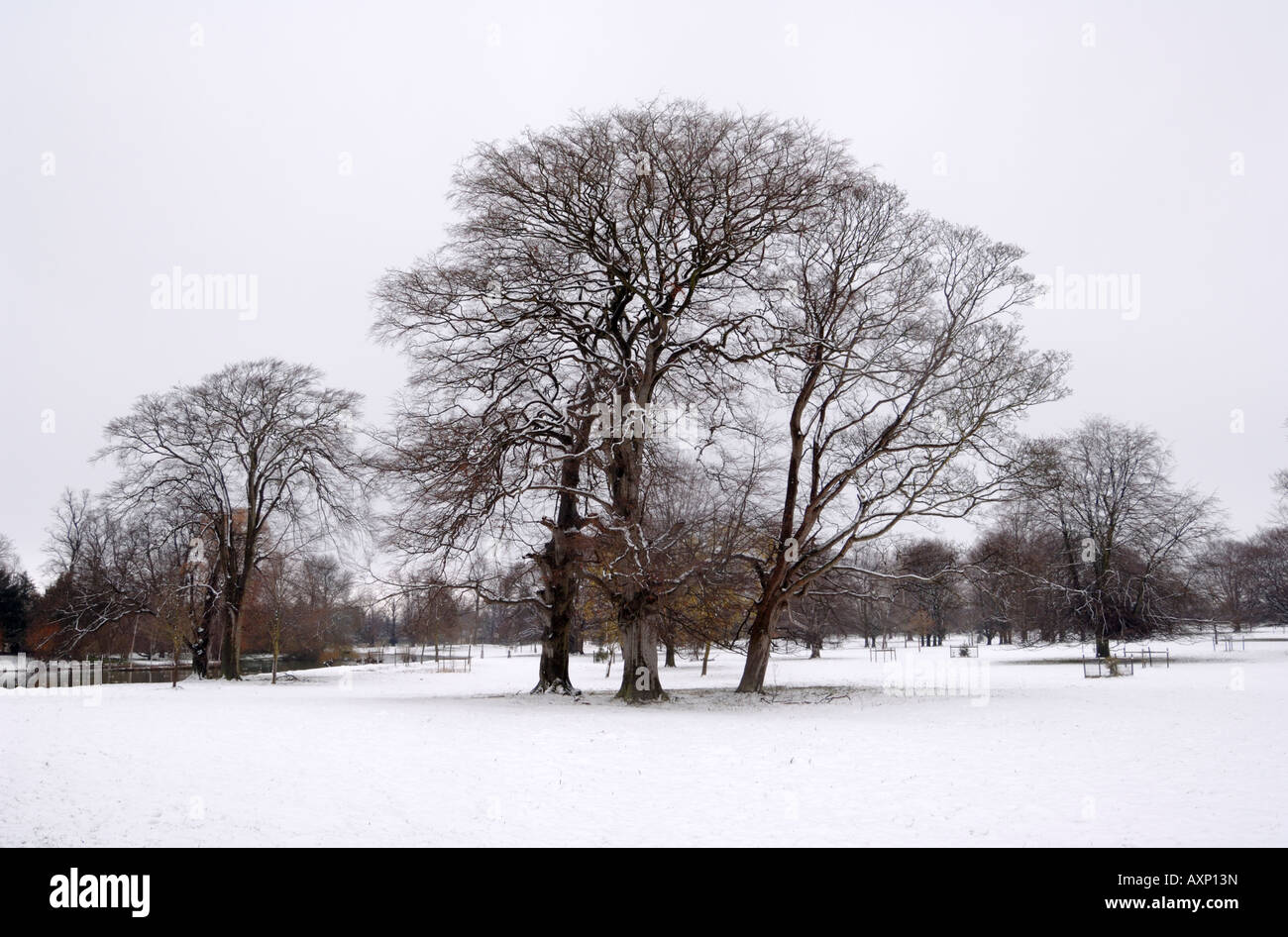 Ancient Beech trees in winter snow. Cambs, UK Stock Photo - Alamy