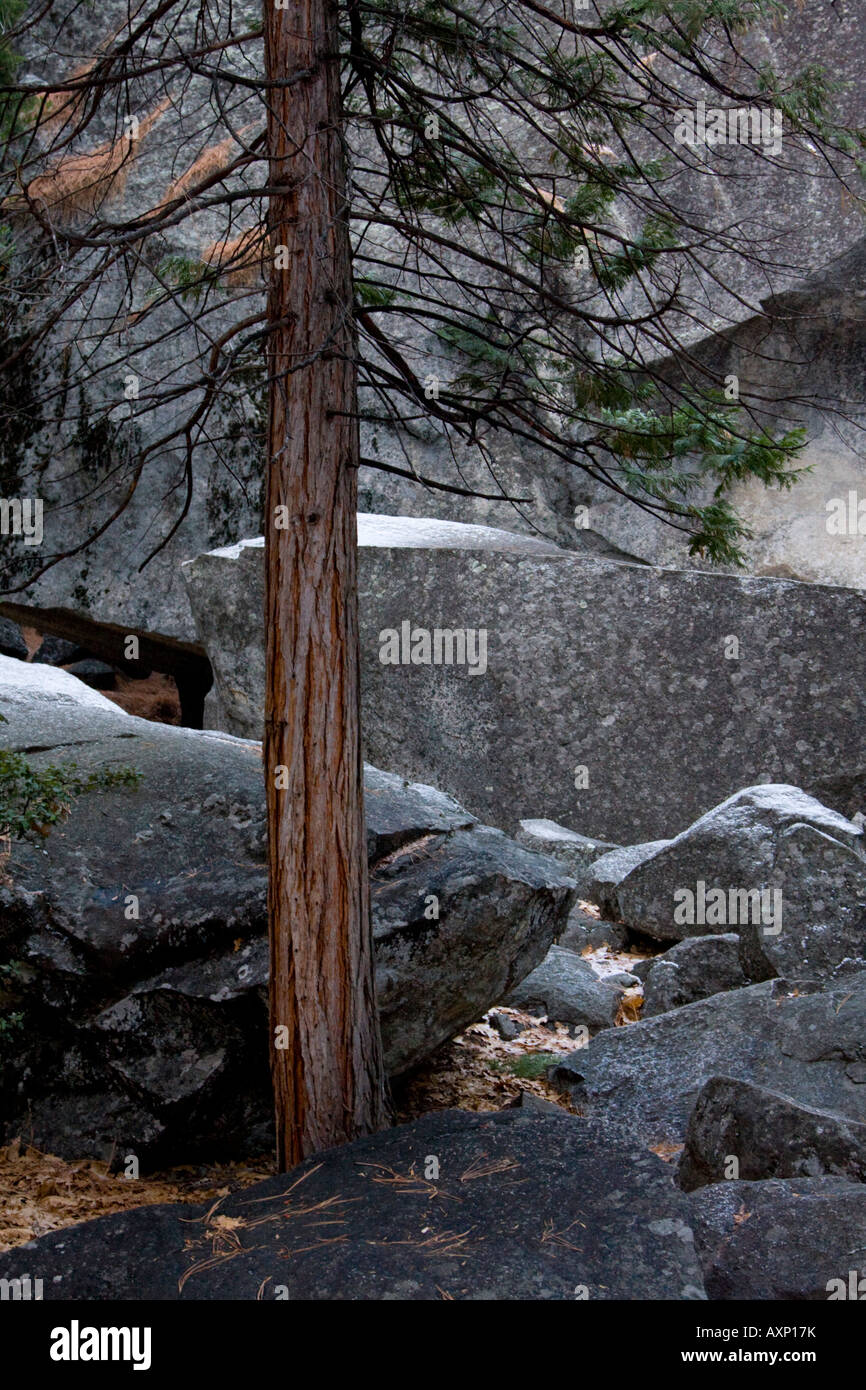 Fir tree and rocks Yosemite USA Stock Photo - Alamy