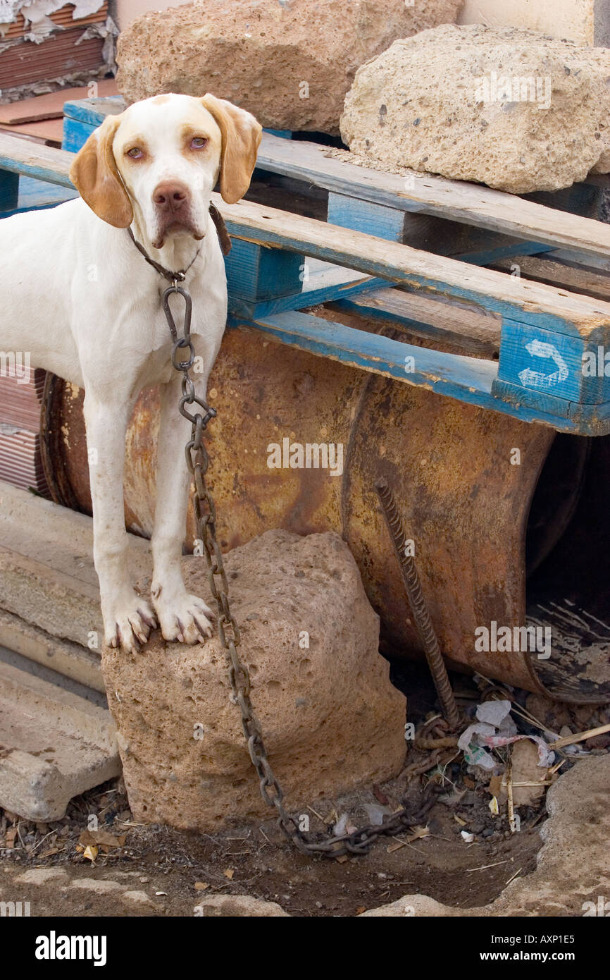 Guard dog chained to barrel Stock Photo - Alamy