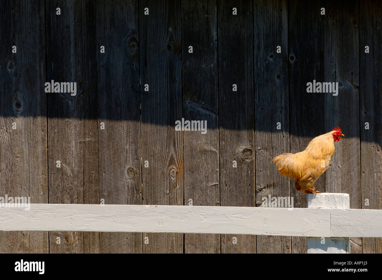 Rooster on fence hi-res stock photography and images - Alamy