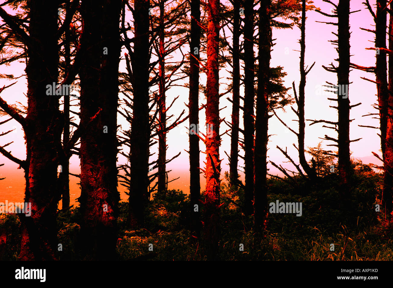 Sunset through the forest trees Stock Photo - Alamy