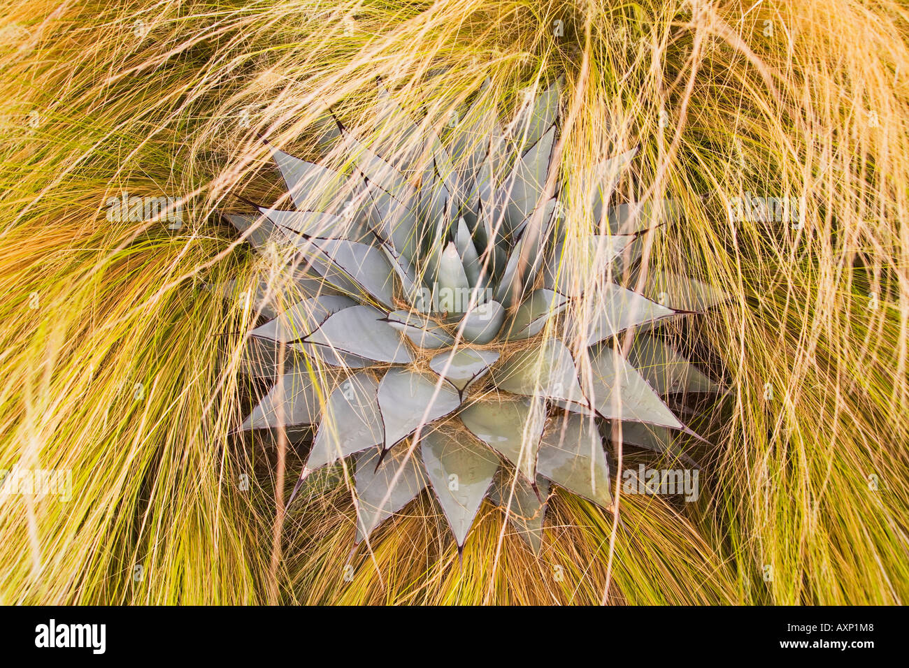 Agave plant hidden in tall grass Stock Photo - Alamy