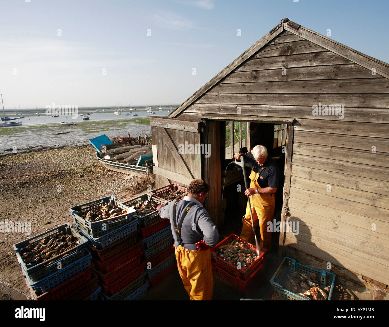 West mersea oyster hi-res stock photography and images - Alamy