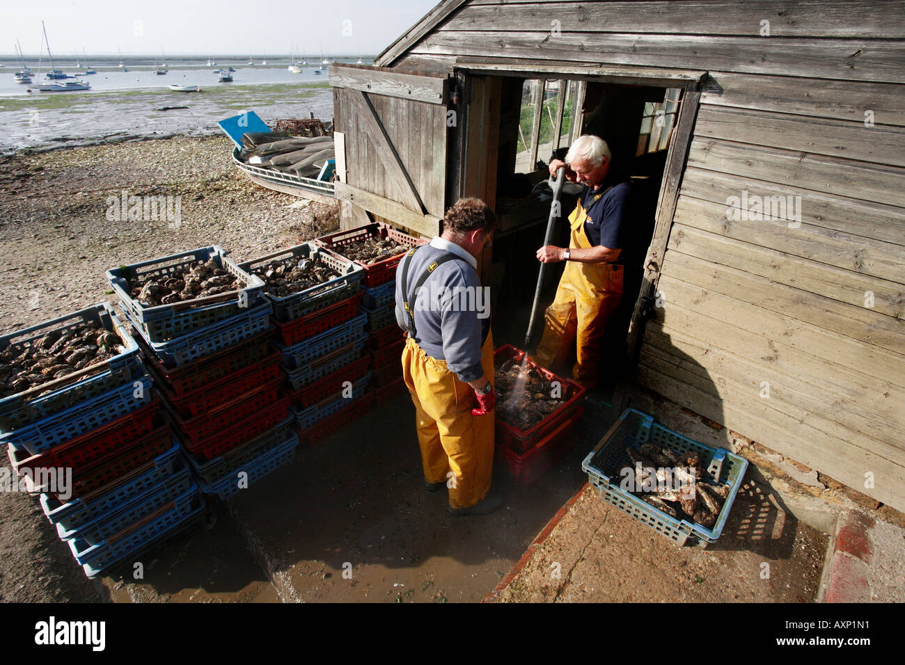 West mersea oyster hi-res stock photography and images - Alamy