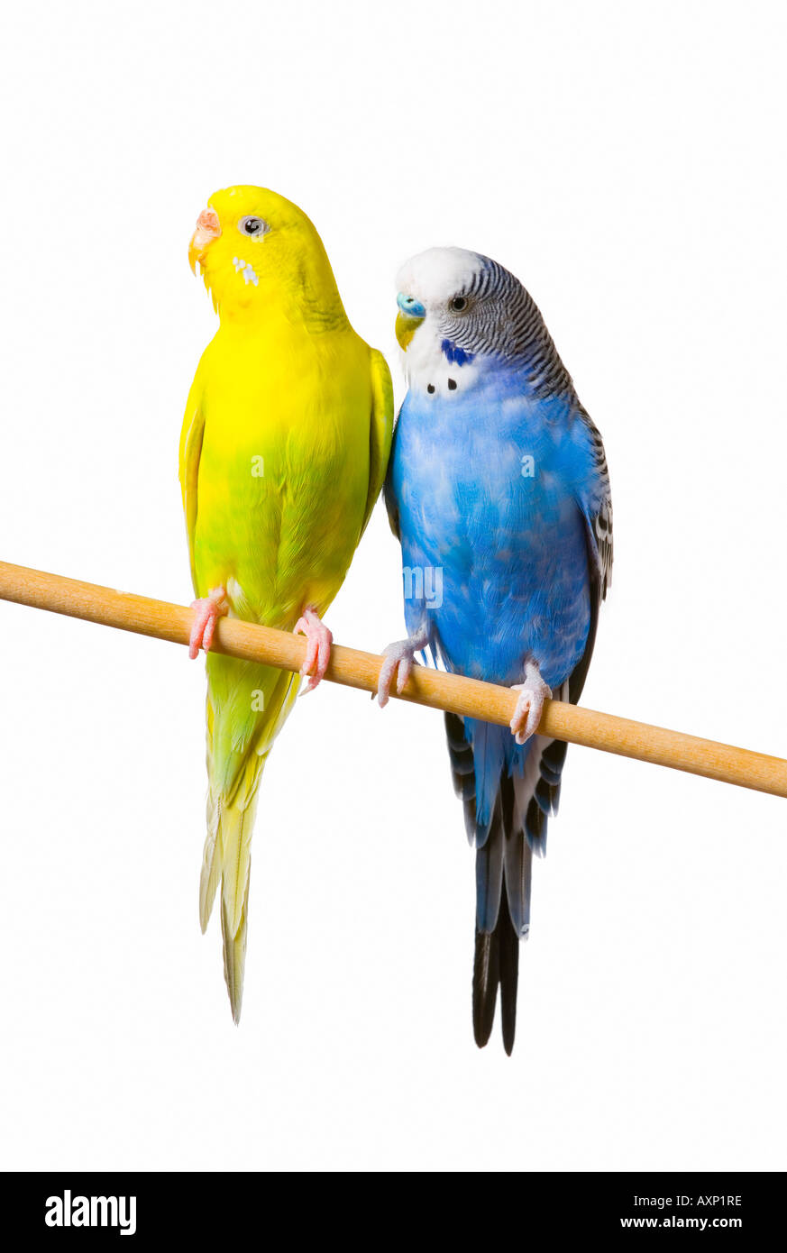 Budgie birds on a perch Stock Photo - Alamy