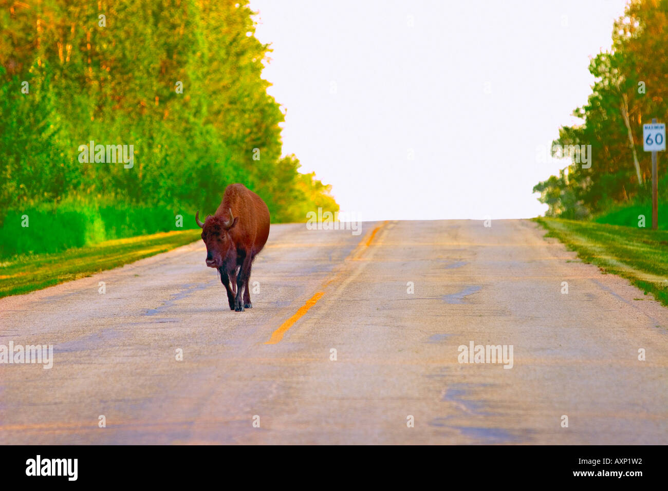 Single Bison on Road Stock Photo - Alamy