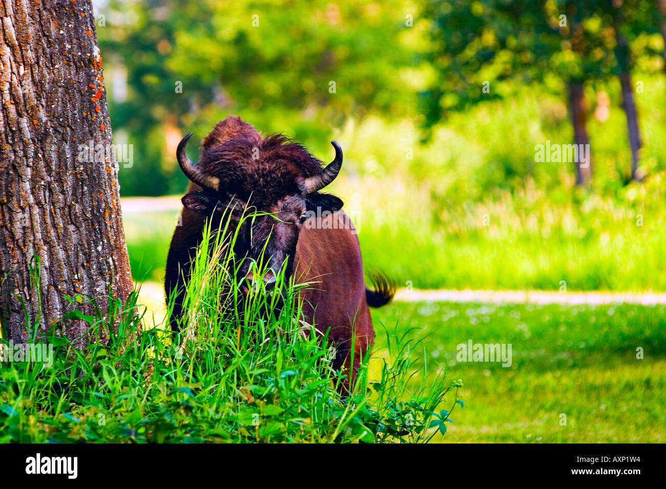 Buffalo Hiding High Resolution Stock Photography and Images - Alamy