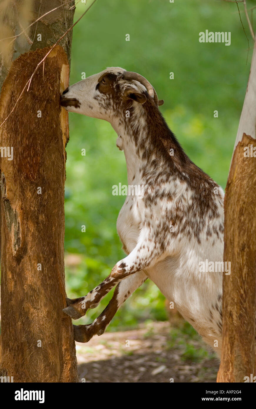 Goat Eating Bark of Tree Stock Photo - Alamy
