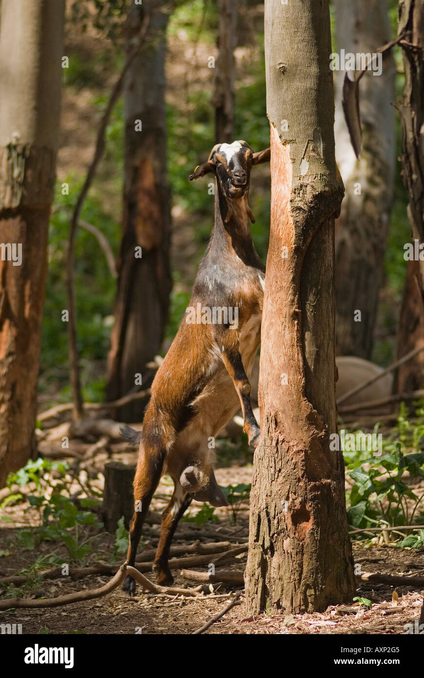 Goat standing on a tree Stock Photo - Alamy